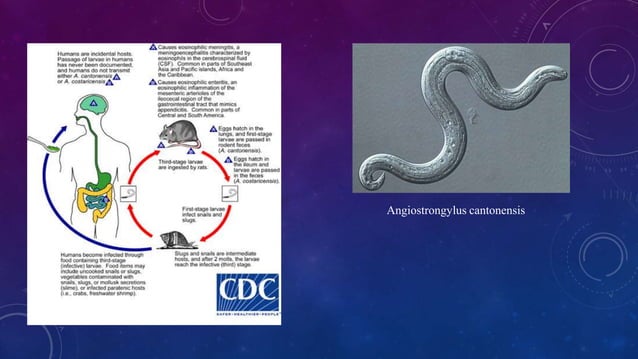 Food Borne Parasites and their control | PPTX