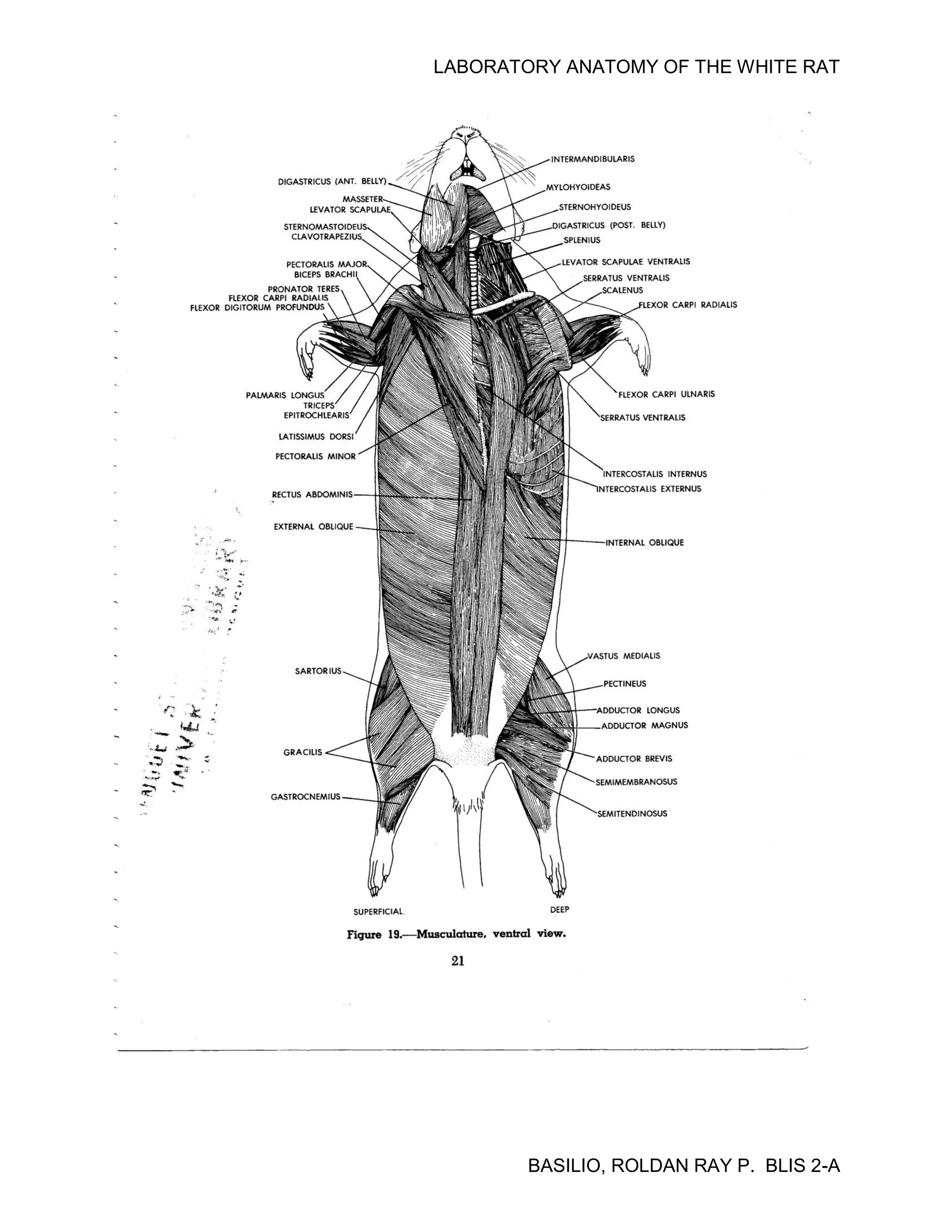 Laboratory Anatomy of the White Rat PDF | PDF | Biological Sciences ...