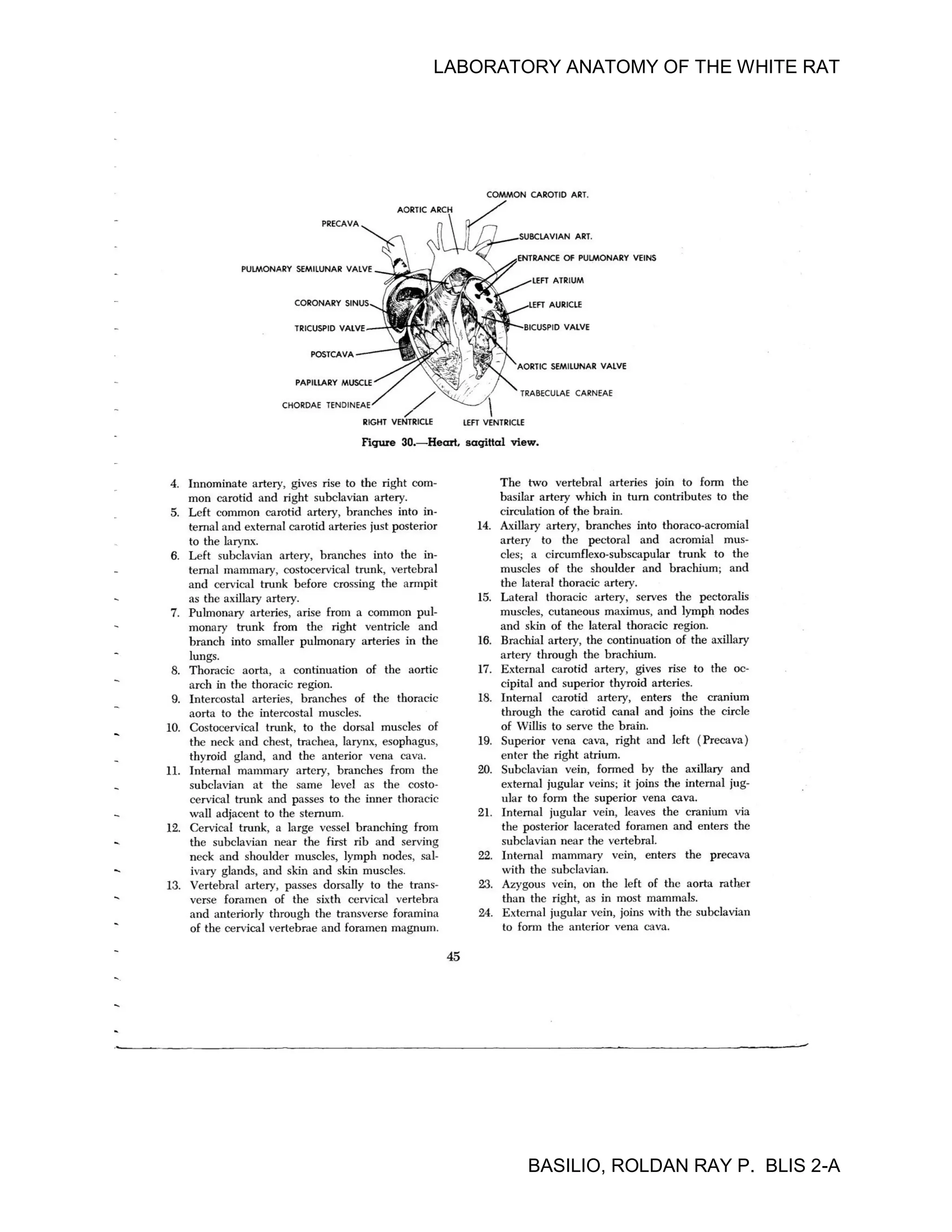 Laboratory Anatomy of the White Rat PDF | PDF | Biological Sciences ...