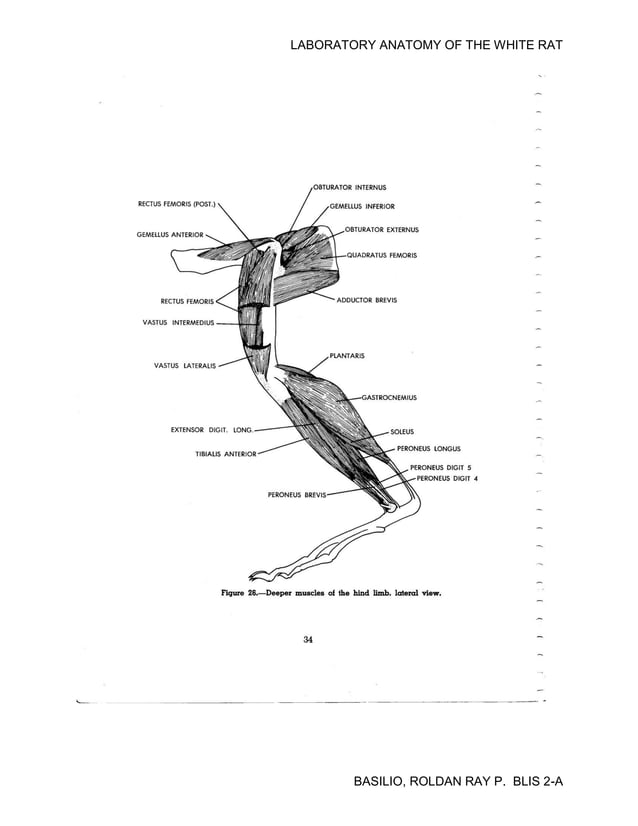Laboratory Anatomy of the White Rat PDF | PDF | Biological Sciences ...