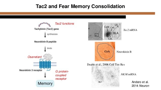 Sex Differences in Fear Memory | PPTX