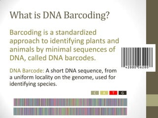 DNA barcode sequence identification incorporating taxonomic hierarchy ...