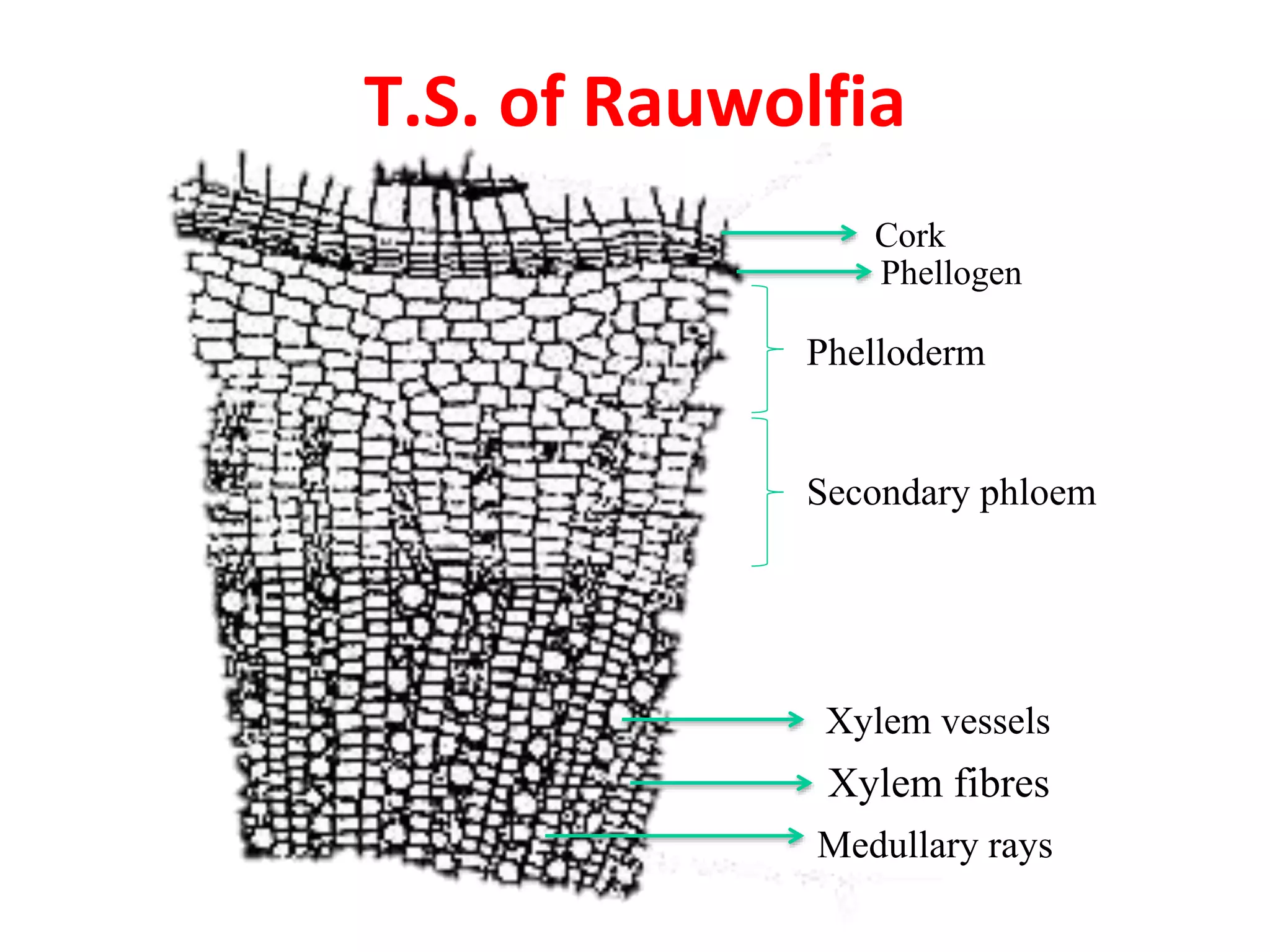 Microscopy of Rauwolfia | PPTX