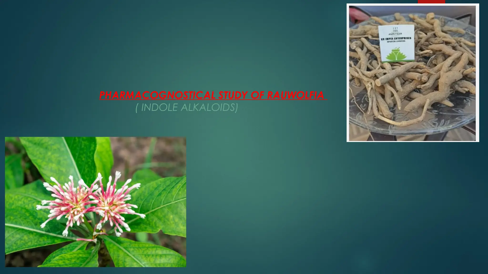 rauwolfia.ppt for pharmacognosy 5 th semester | PPTX