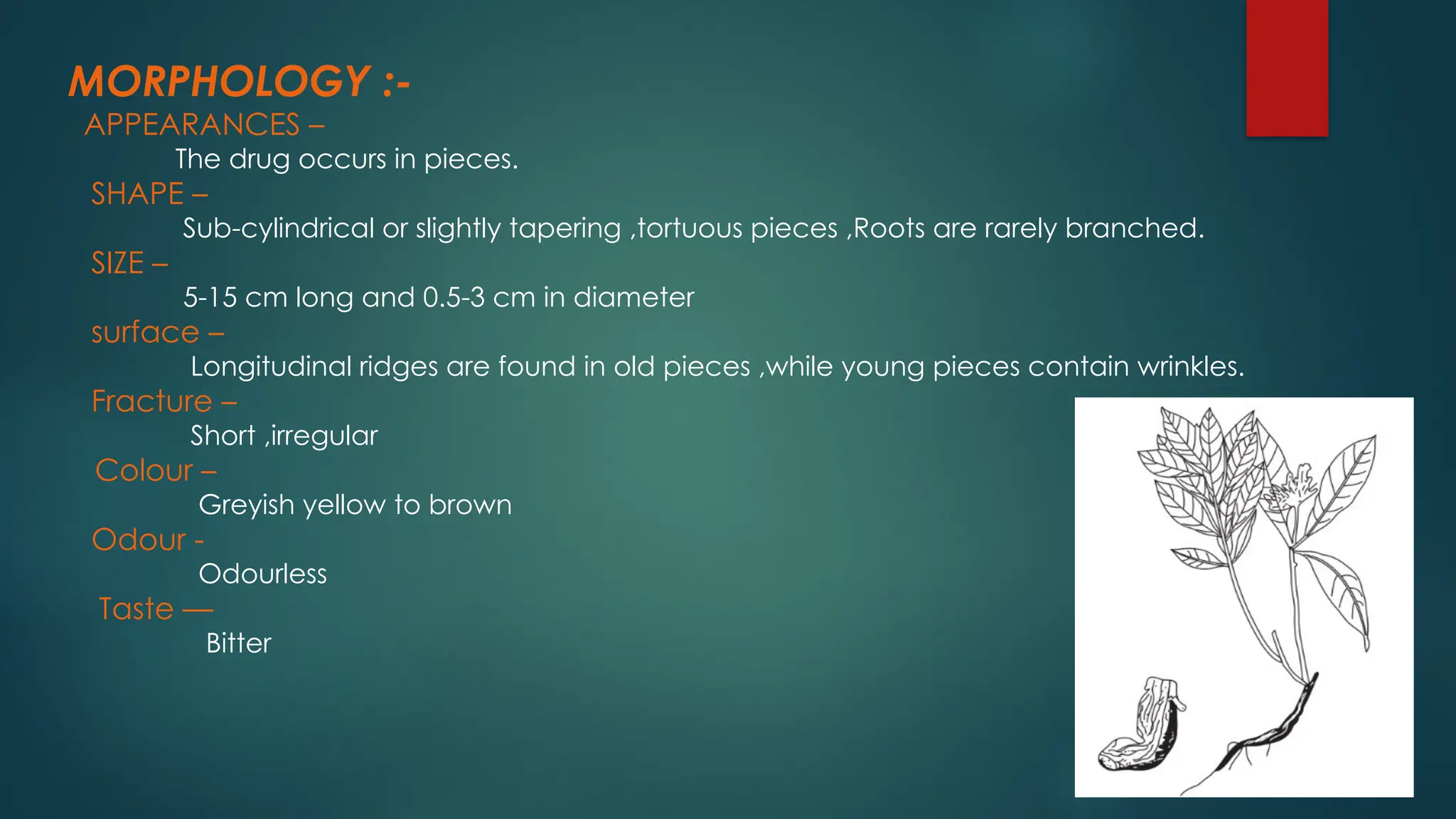 rauwolfia.ppt for pharmacognosy 5 th semester | PPTX