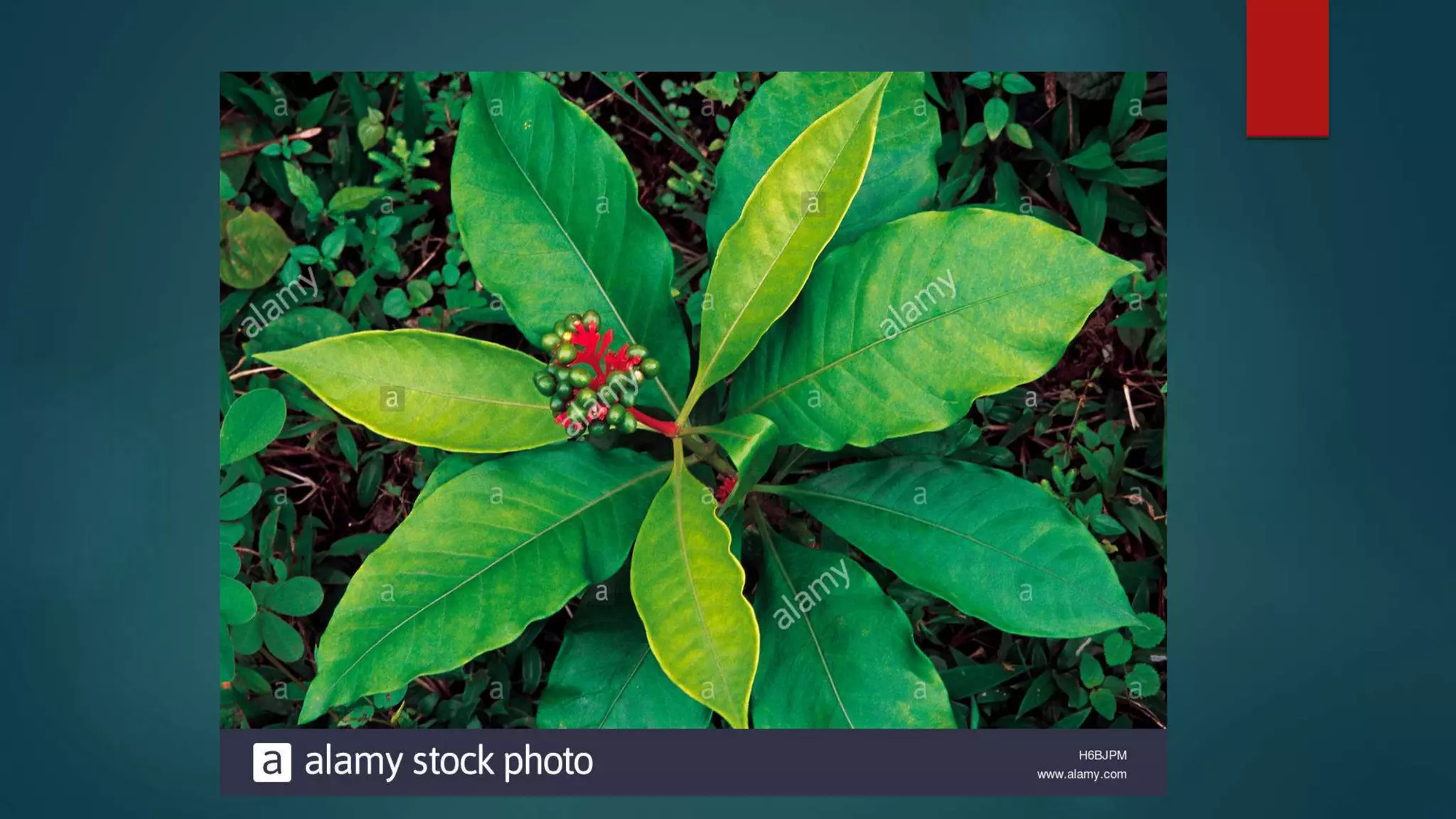 Pharmacognosy of Rauwolfia ppt upload | PPTX