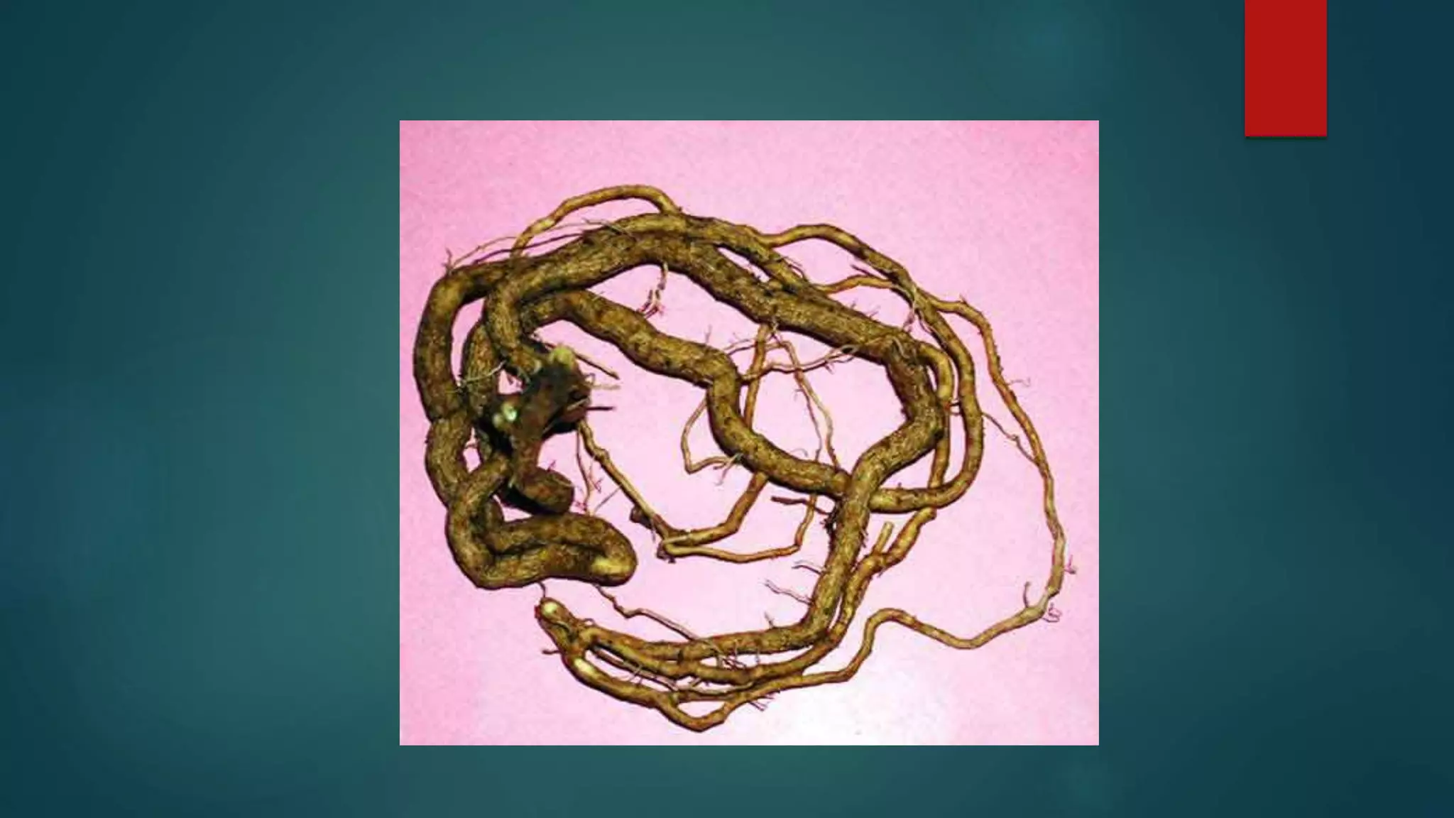 Pharmacognosy of Rauwolfia ppt upload | PPTX