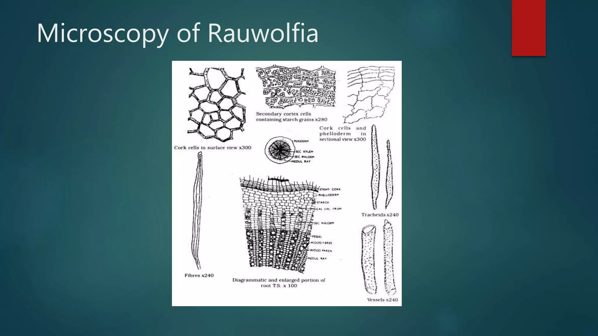 Pharmacognosy of Rauwolfia ppt upload | PPTX