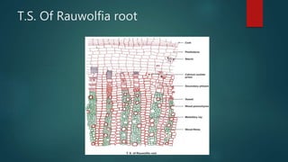 Pharmacognosy of Rauwolfia ppt upload | PPTX