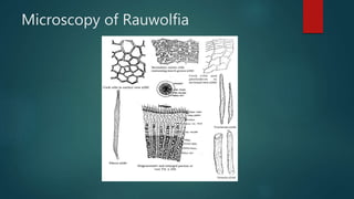 Pharmacognosy of Rauwolfia ppt upload | PPTX