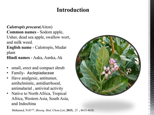 calotropis procera phytochemical and analytical study | PPTX ...