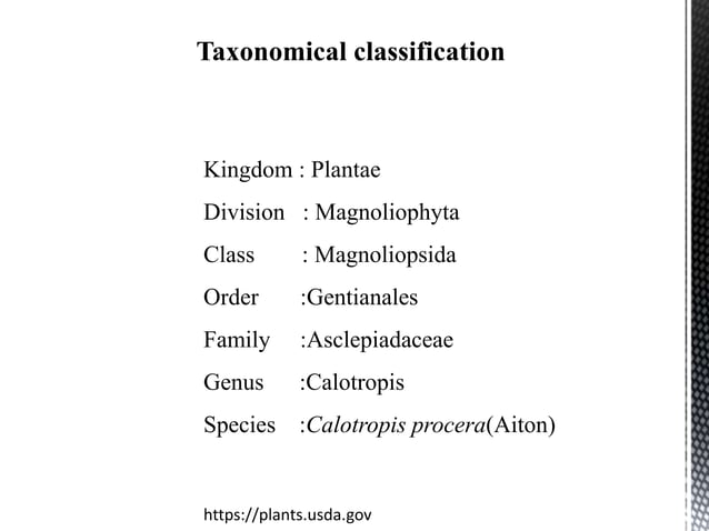 calotropis procera phytochemical and analytical study | PPTX ...