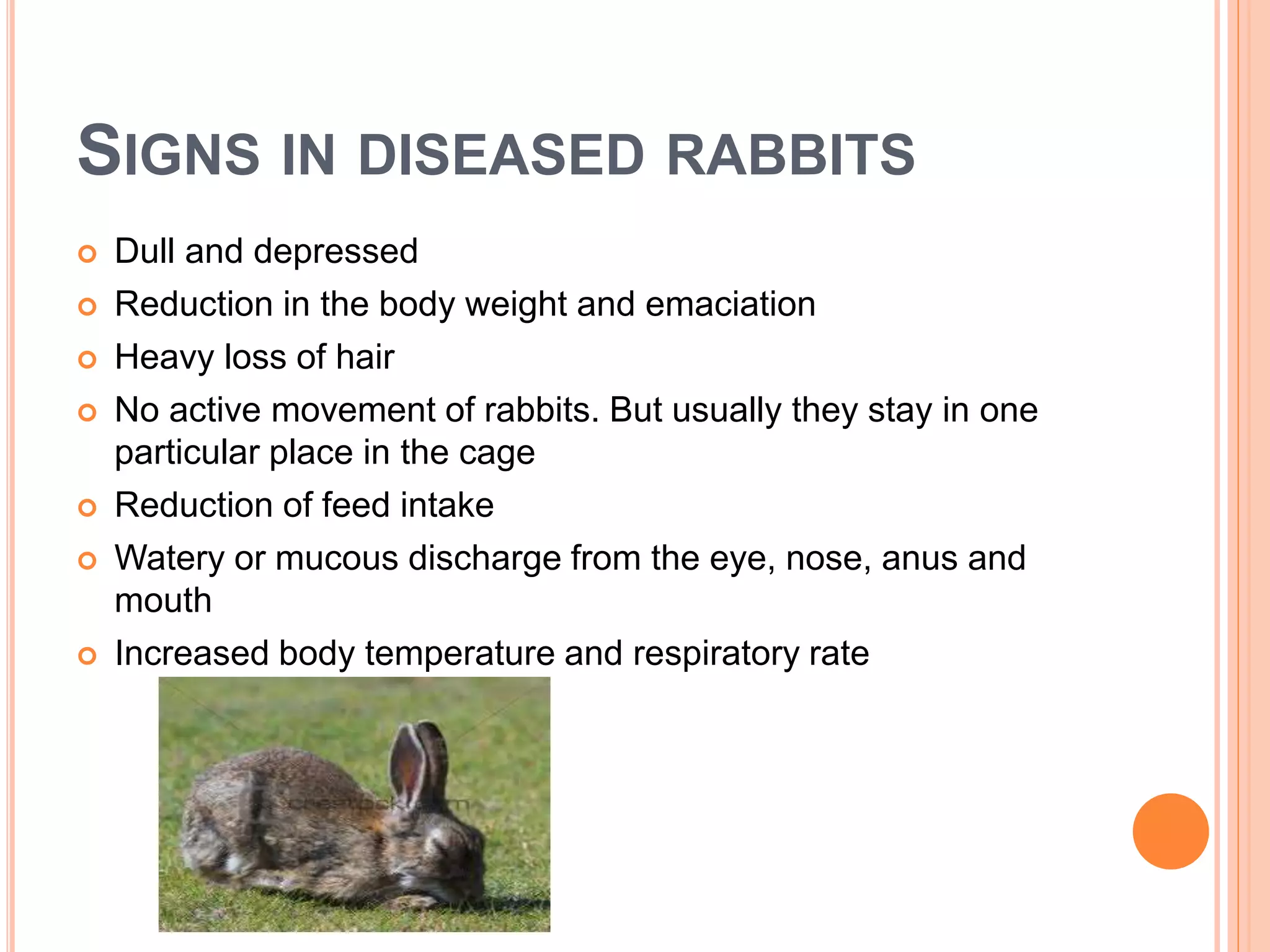 Rabbit Farming | PPTX