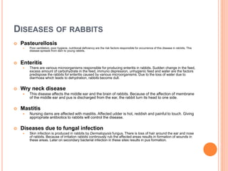 Rabbit Farming | PPTX