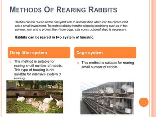 Rabbit Farming | PPTX