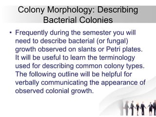 CCC and Colony Morphology | PPT