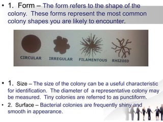 CCC and Colony Morphology | PPT