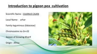 RAVISHANKAR PANIKa Cultivation Of Arhar | PPT