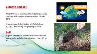 RAVISHANKAR PANIKa Cultivation Of Arhar | PPT
