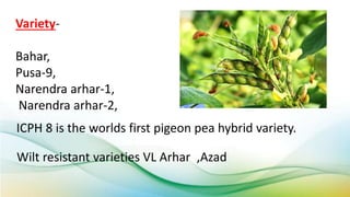 RAVISHANKAR PANIKa Cultivation Of Arhar | PPT
