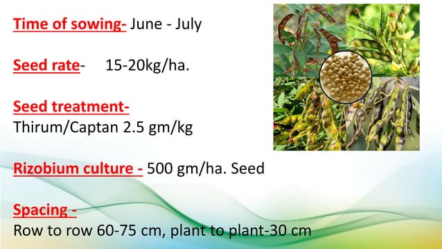 RAVISHANKAR PANIKa Cultivation Of Arhar | PPT