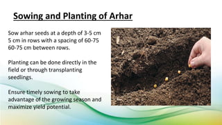 RAVISHANKAR PANIKa Cultivation Of Arhar | PDF