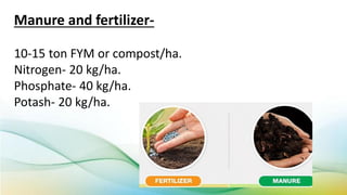 RAVISHANKAR PANIKa Cultivation Of Arhar | PPT