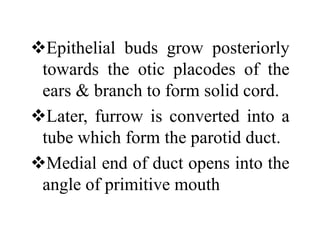 DEVELOPMENT OF PAROTID GLAND | PPTX