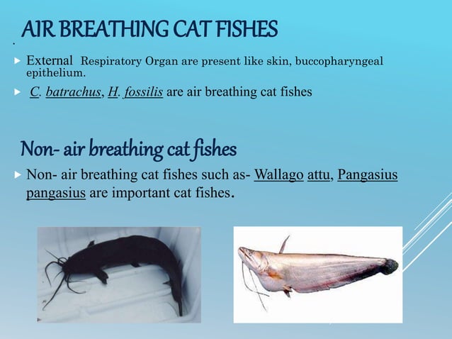 Cat fish breeding Ashish sahu | PPTX