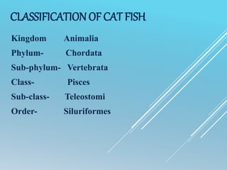 Cat fish breeding Ashish sahu | PPTX