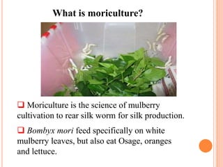 Sericulture in India | PPTX