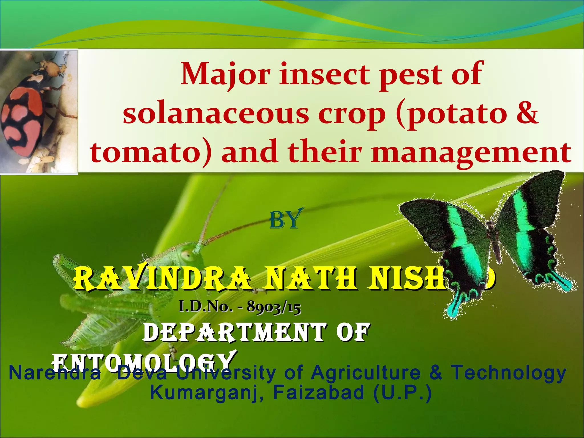 Major Insect-pests of solanaceous crop (tomato & potato) and their ...