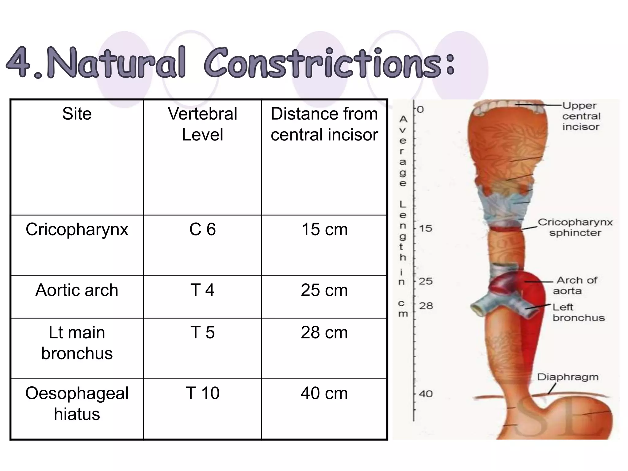 anatomy of esophagus by dr ravindra daggupati | PPTX