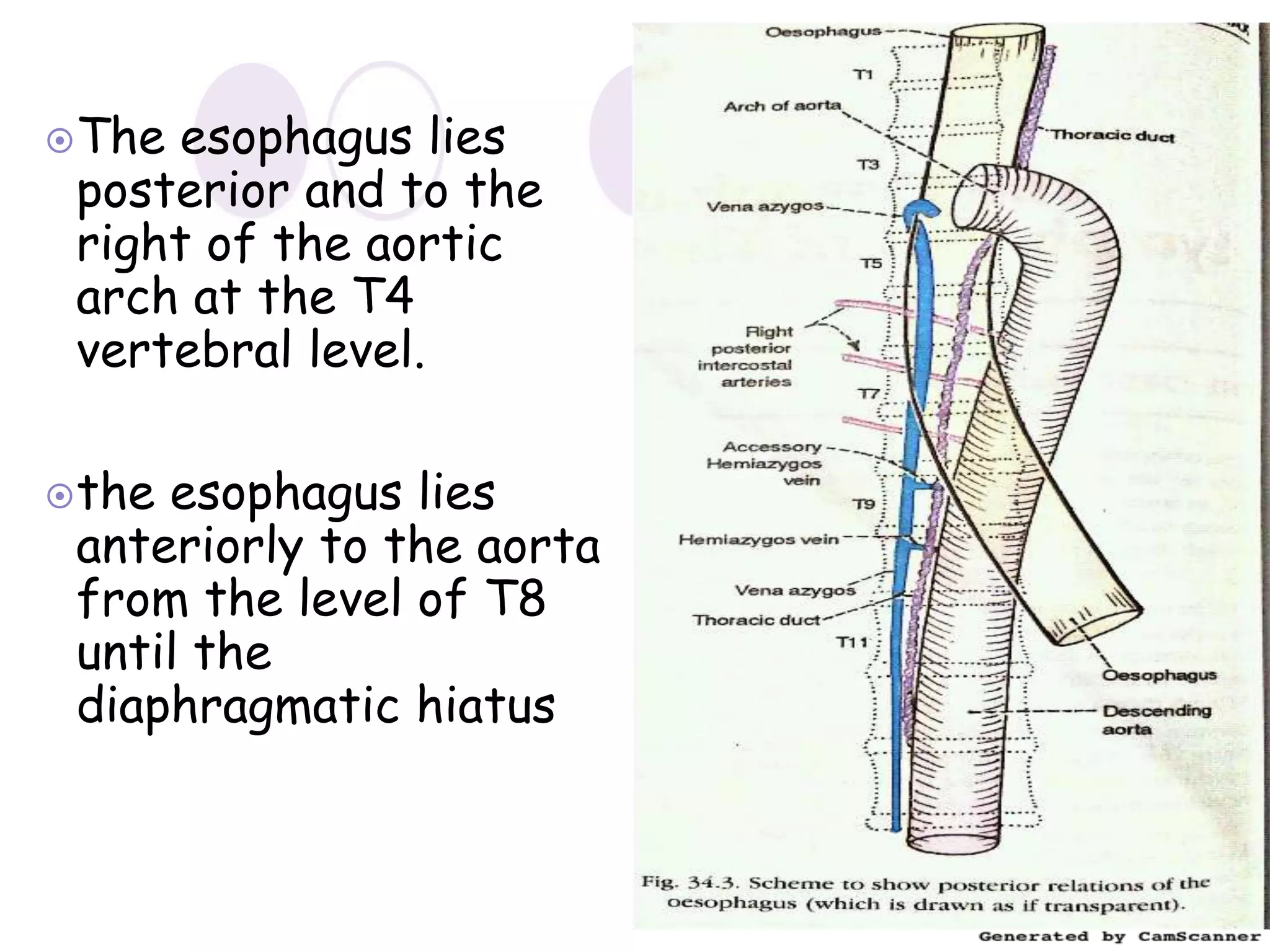 anatomy of esophagus by dr ravindra daggupati | PPTX