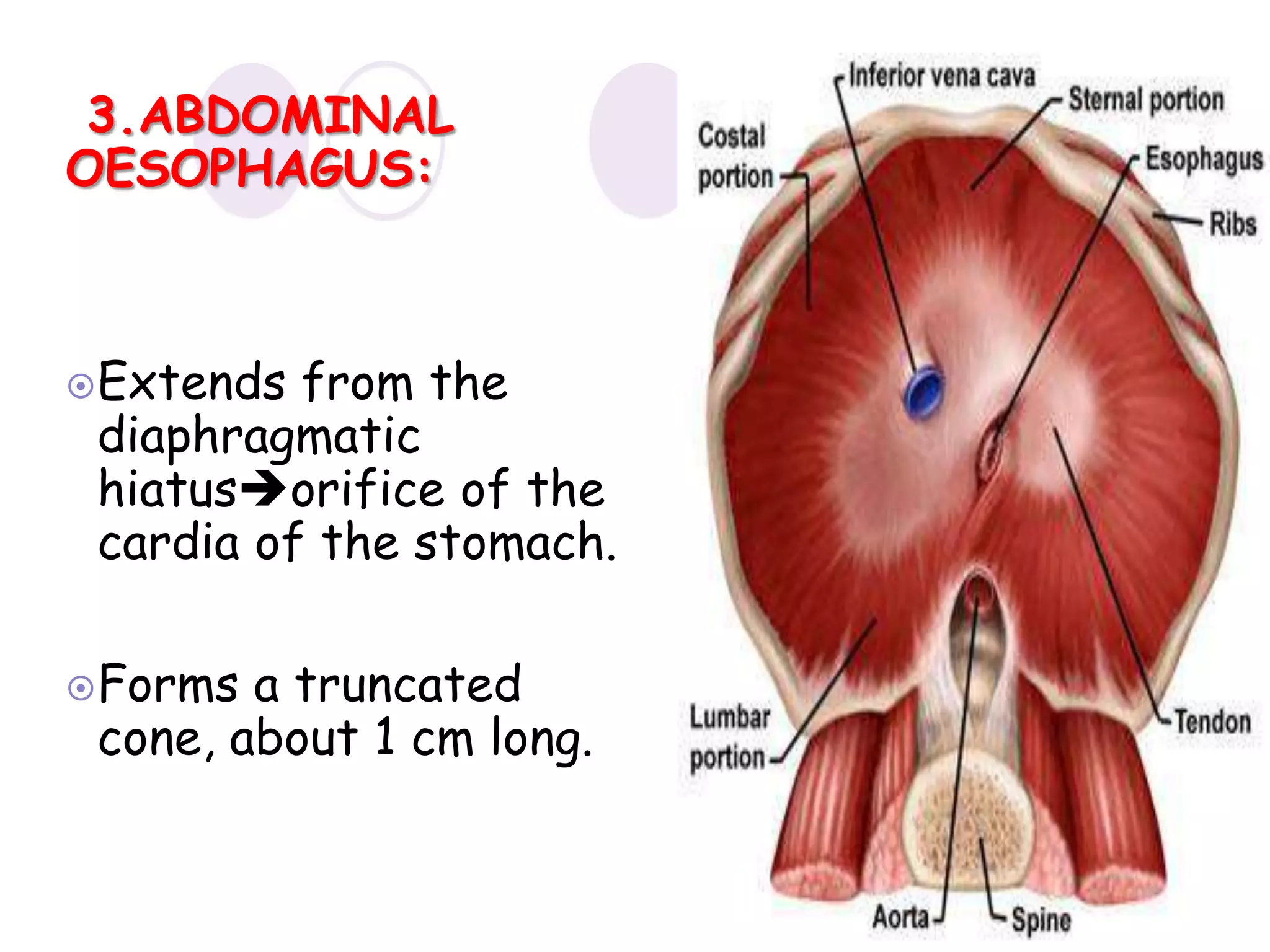 Anatomy Of Esophagus By Dr Ravindra Daggupati Pptx 0113