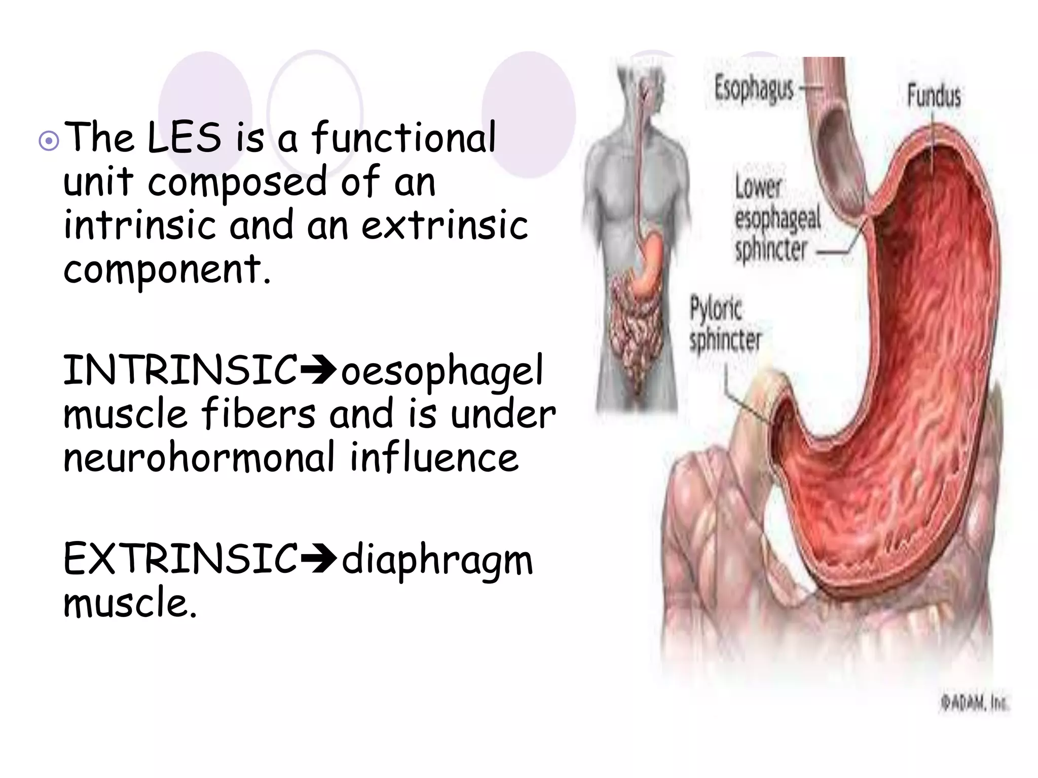 anatomy of esophagus by dr ravindra daggupati | PPTX