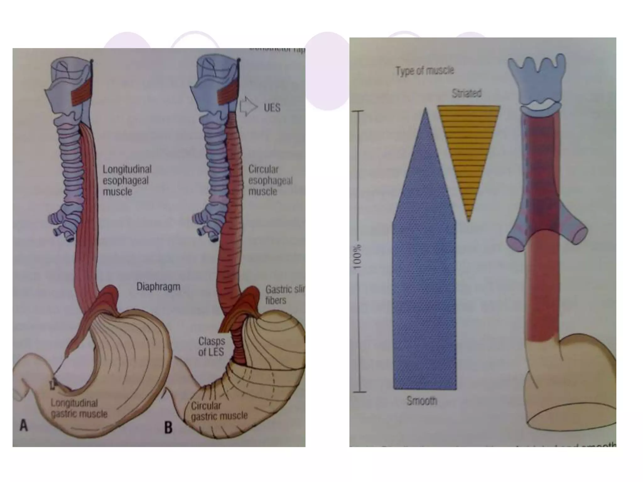 anatomy of esophagus by dr ravindra daggupati | PPTX