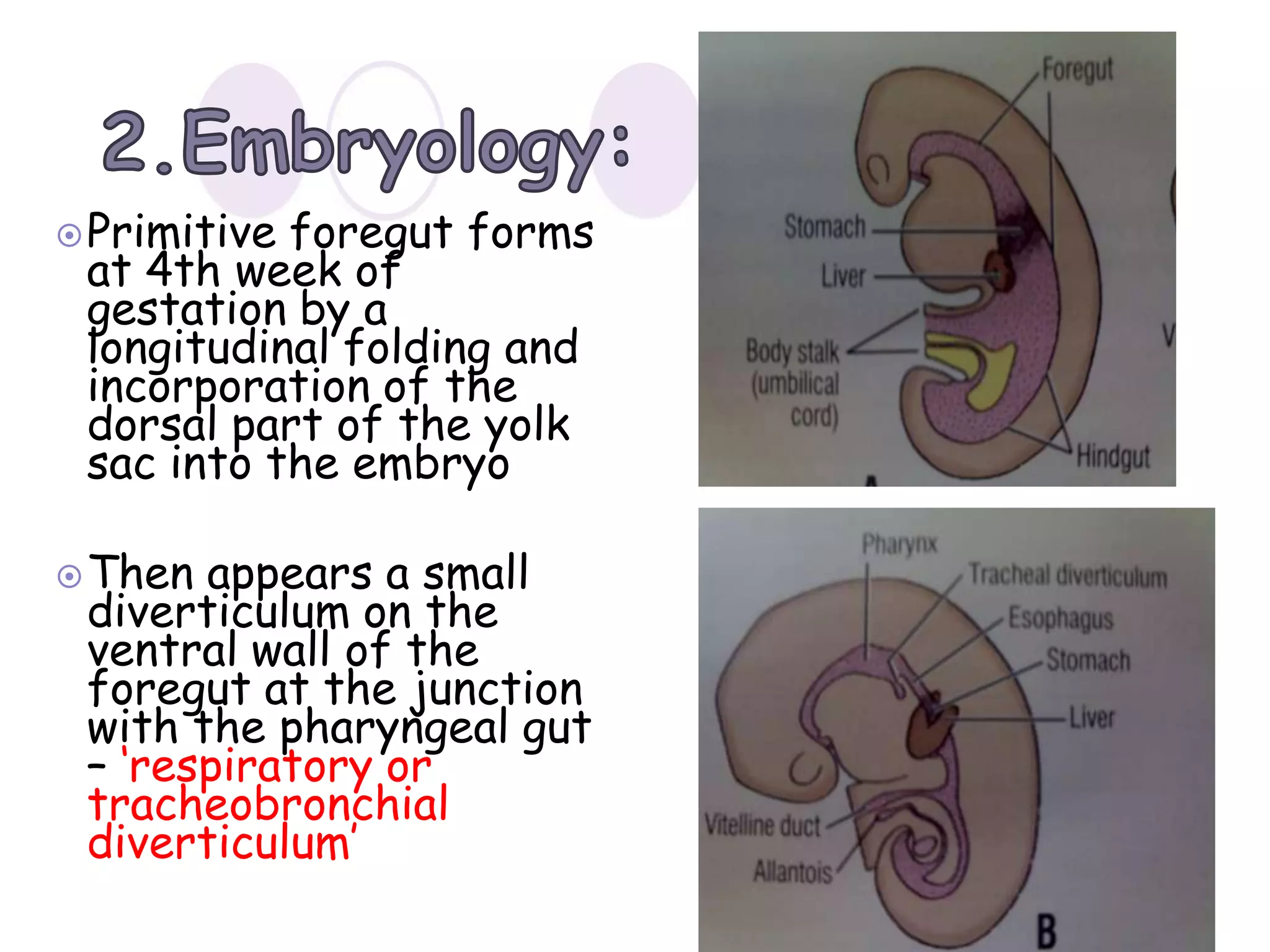anatomy of esophagus by dr ravindra daggupati | PPTX