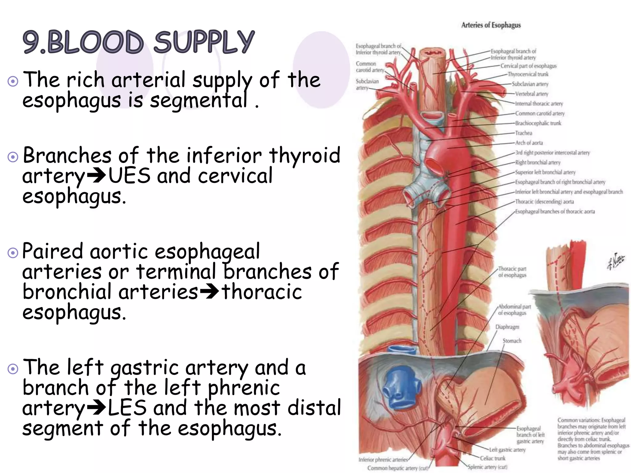 anatomy of esophagus by dr ravindra daggupati | PPTX