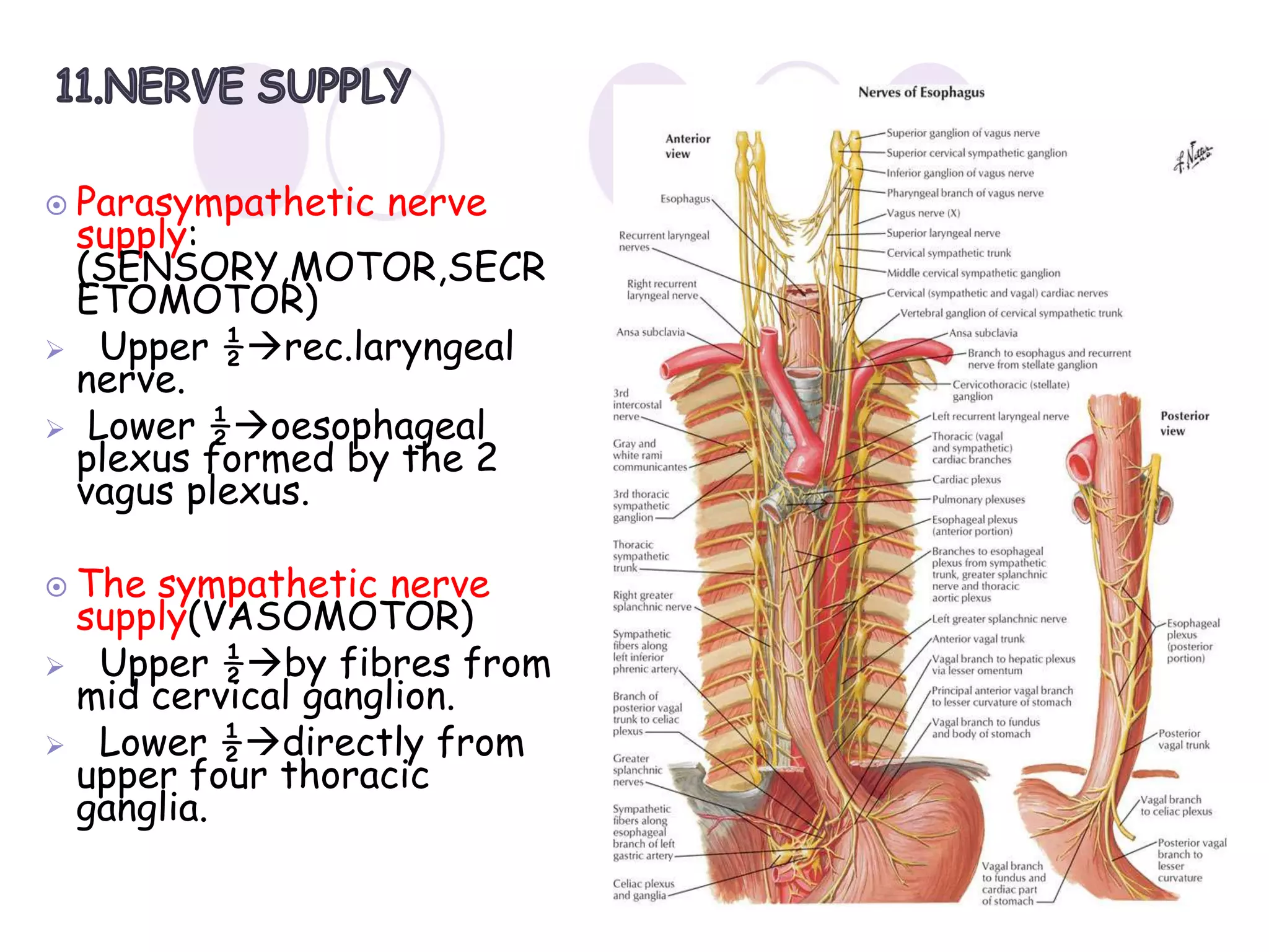 anatomy of esophagus by dr ravindra daggupati | PPTX
