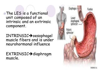 Lower Esophageal Sphincter Anatomy