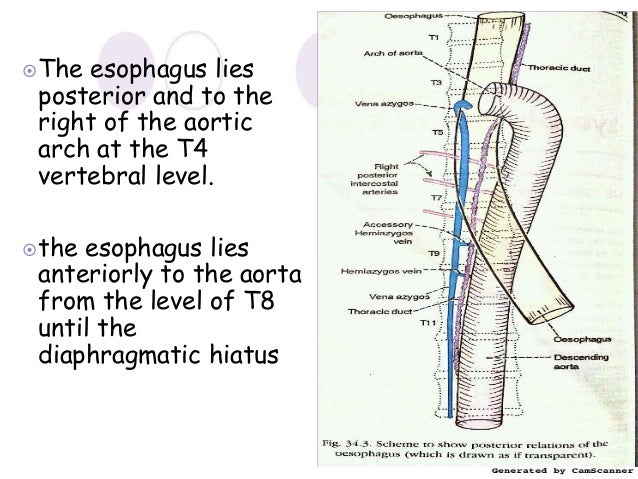 anatomy of esophagus by dr ravindra daggupati