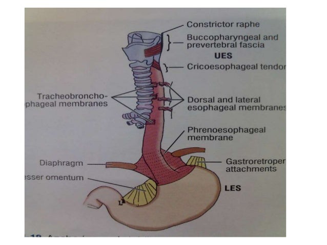 anatomy of esophagus by dr ravindra daggupati