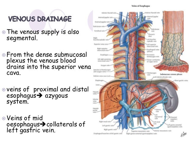 Esophagus Function Definition Diagram Human Anatomy Esophagus Function Definition Diagram Human Anatomy