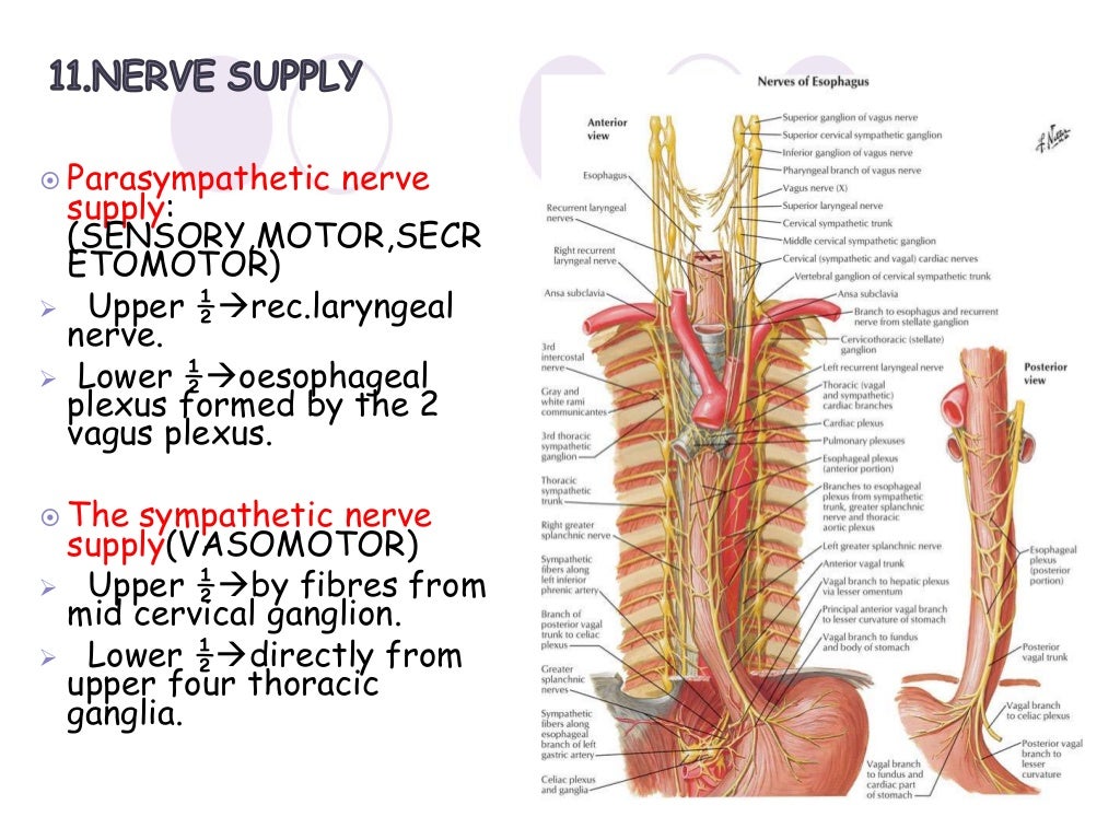 Anatomy Of Throat And Esophagus