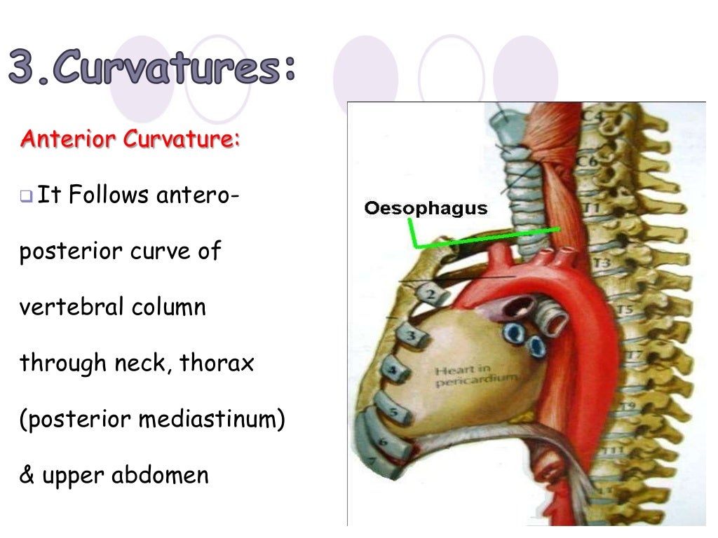 Esophagus Layers Diagram