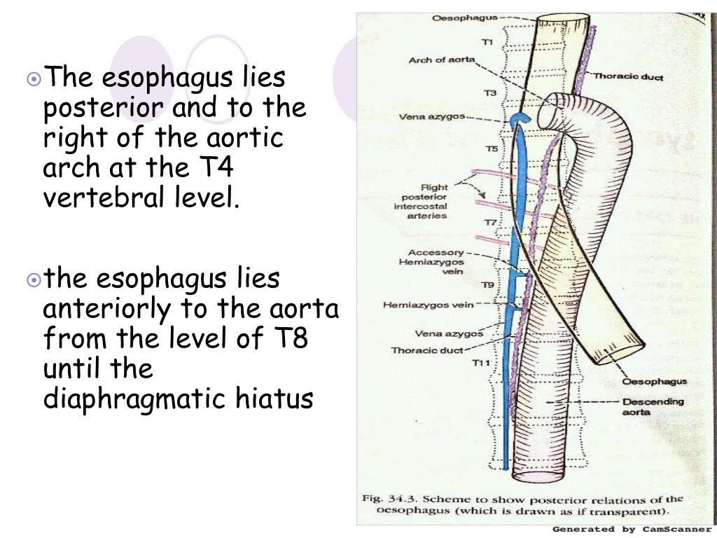Esophagus Anatomy