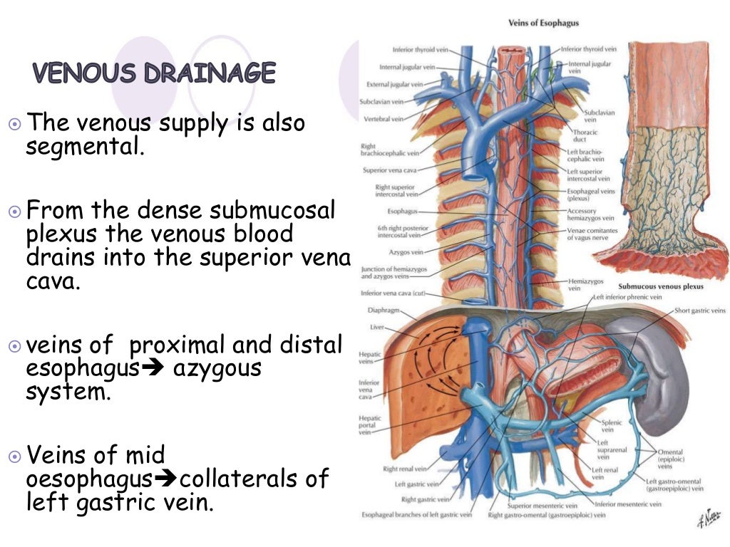 Esophagus Anatomy Diagram