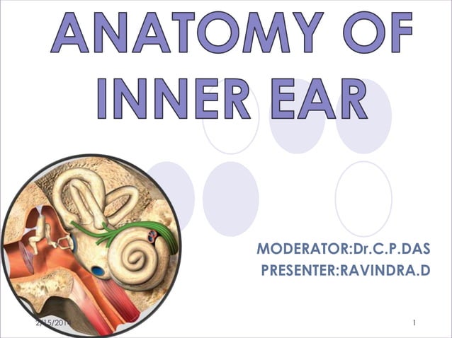 anatomy of inner ear by dr. ravindra daggupati | PPTX | Ear, Nose and ...