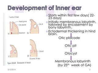 anatomy of inner ear by dr. ravindra daggupati | PPTX